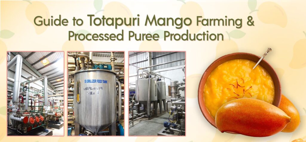 Totapuri Mango Pulp & Puree Supplier | Shimla Hills