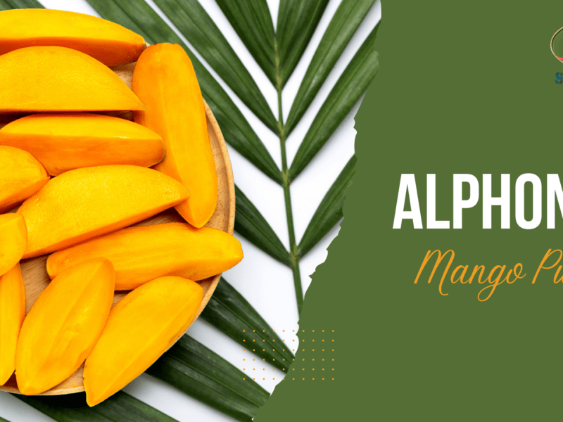 Healthy Recipe for this Mango Season | Shimla Hills